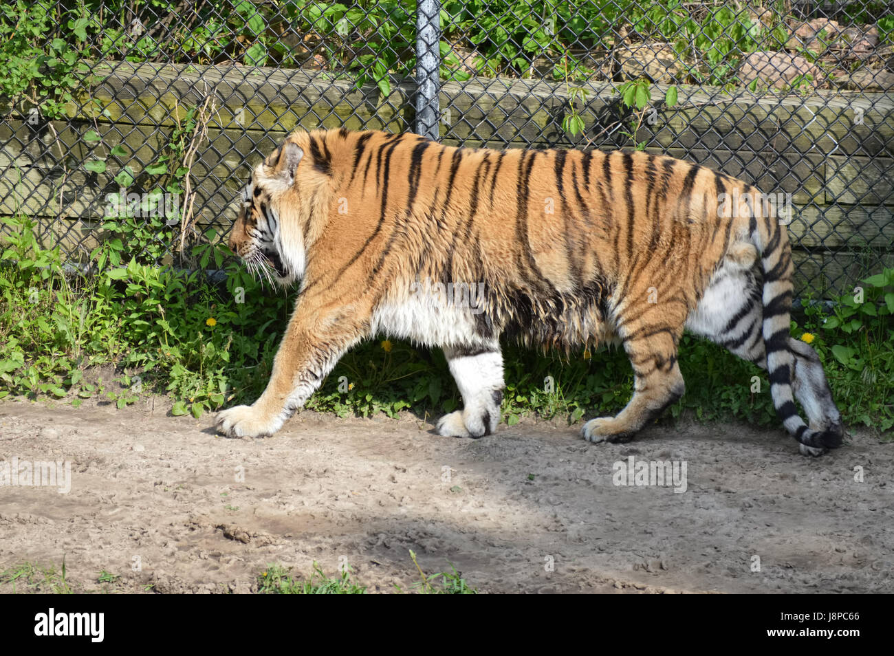 Tiger pacing in the outdoors Stock Photo - Alamy