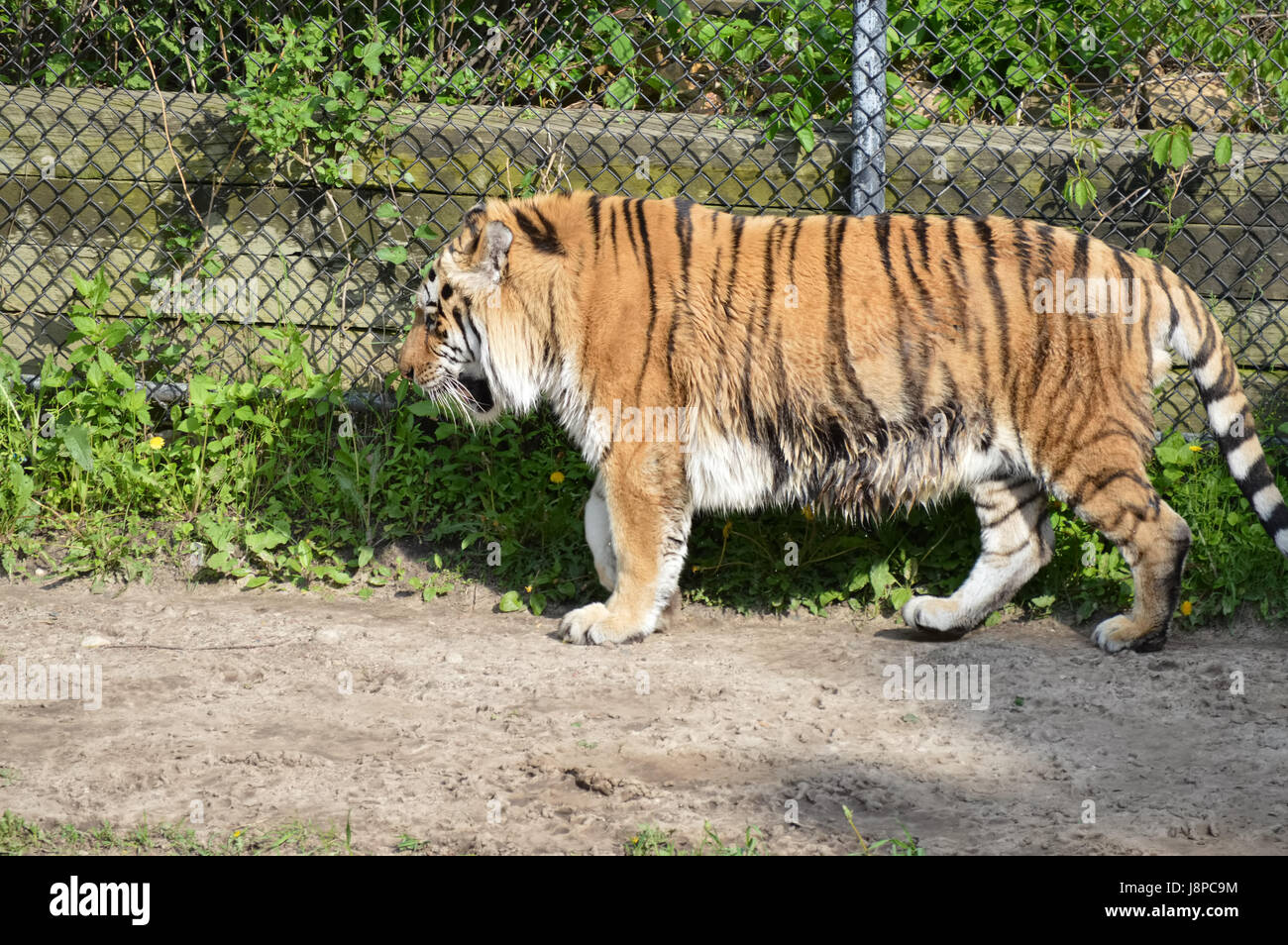 Tiger pacing in the outdoors Stock Photo - Alamy