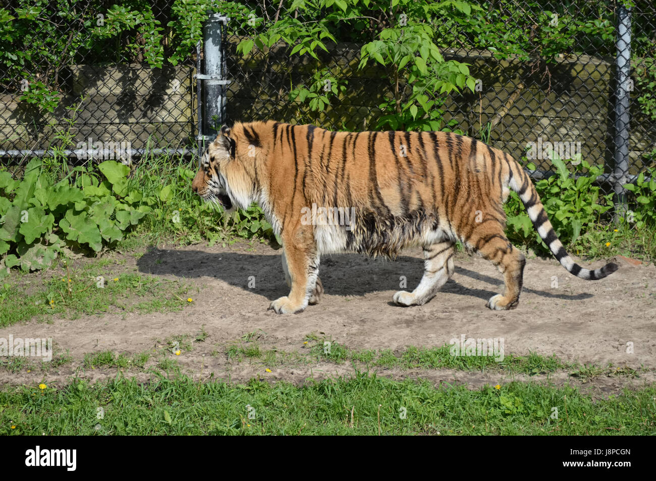 Tiger pacing in the outdoors Stock Photo - Alamy