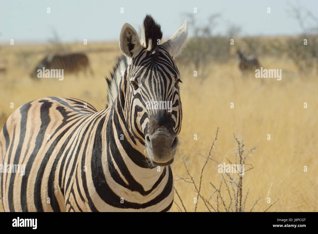 national park, namibia, zebra, wildlife, wintertide, nature, national ...