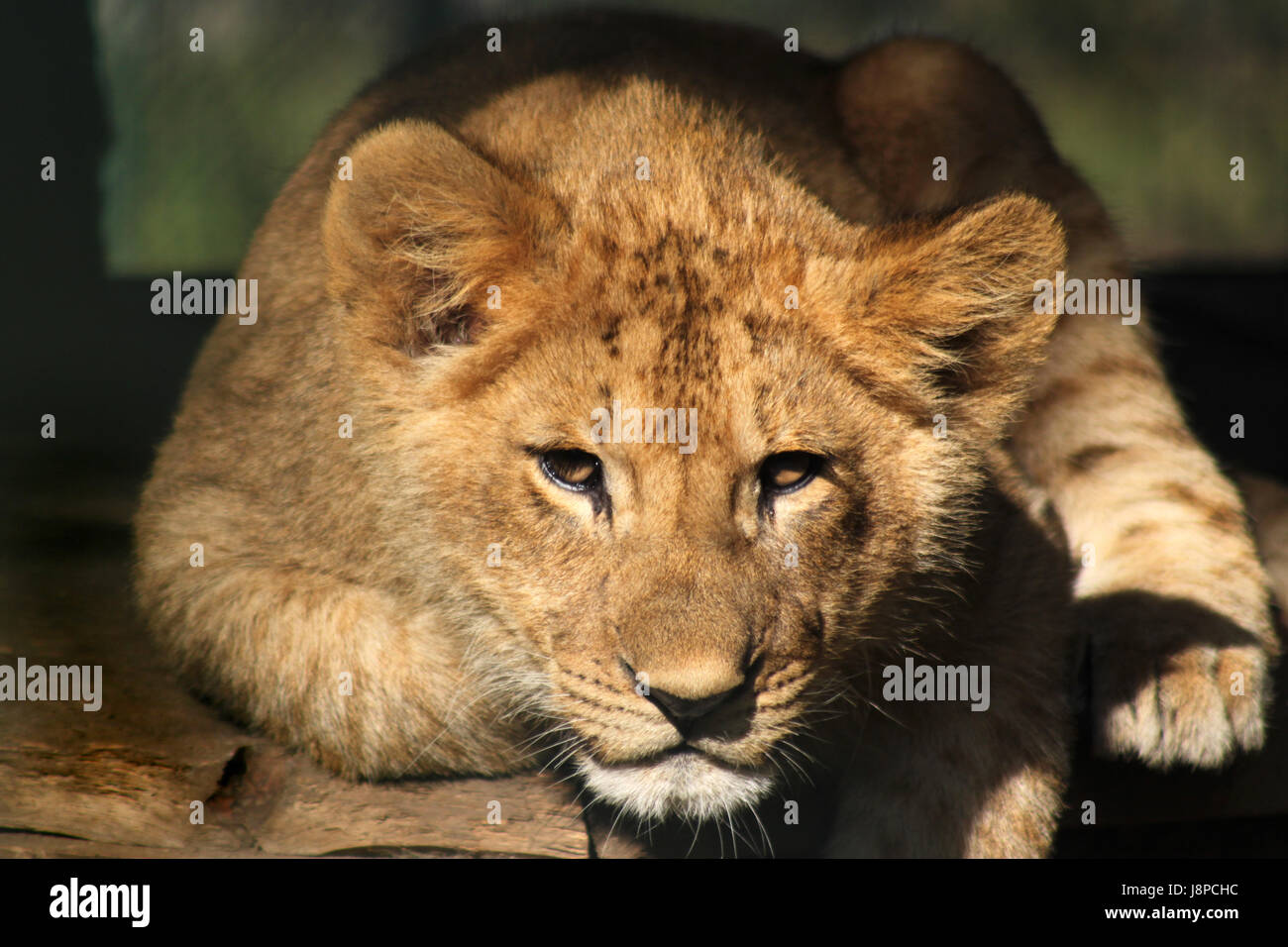 lion, cat, big cat, feline predator, puppy, predator, animal child ...