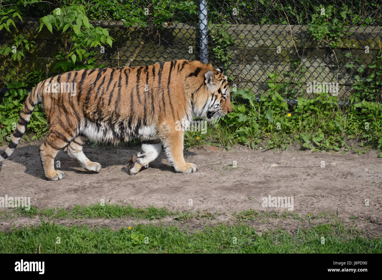 Tiger pacing in the outdoors Stock Photo - Alamy