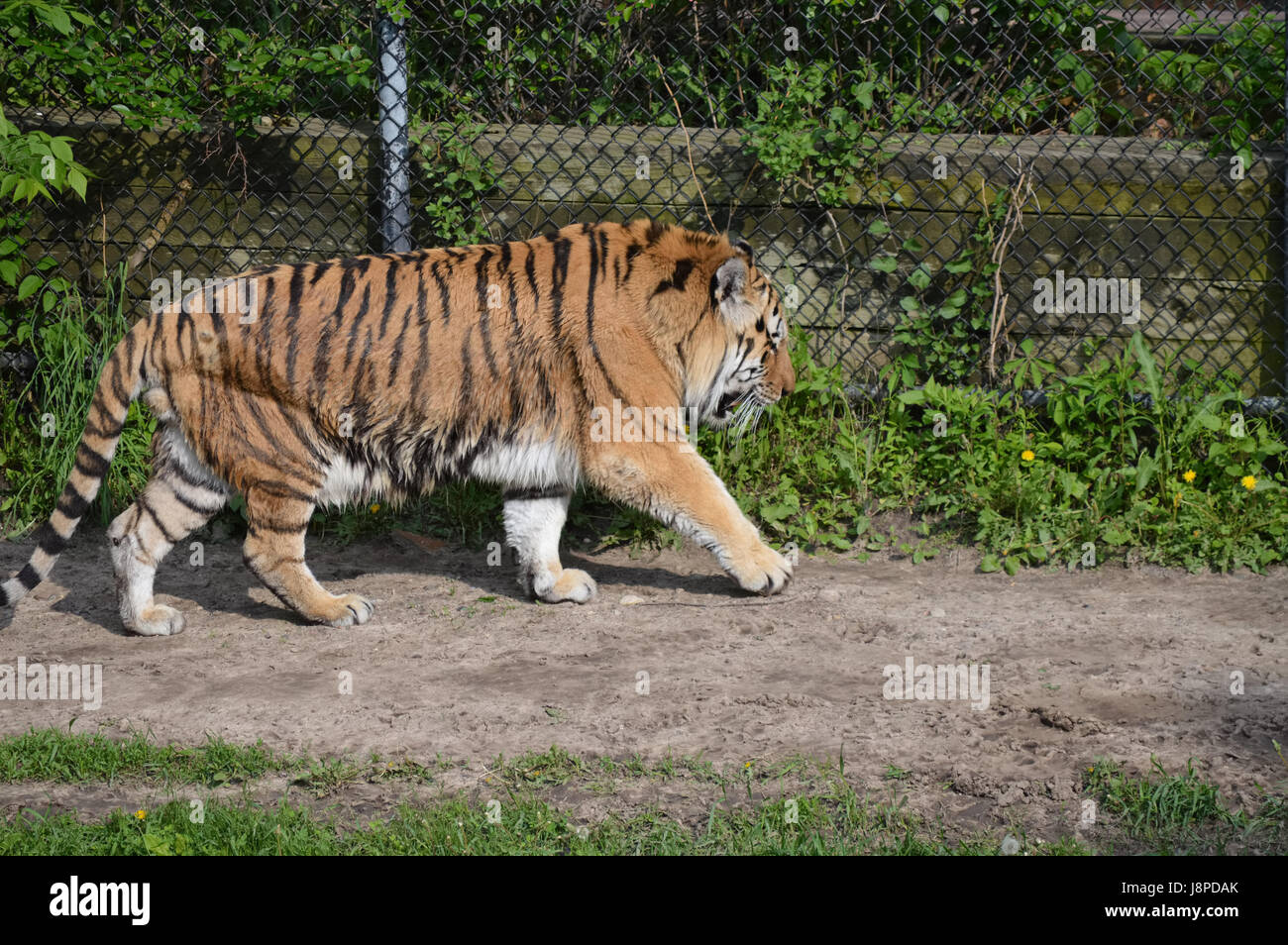 Tiger pacing in the outdoors Stock Photo - Alamy