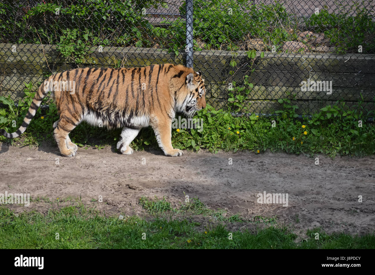 Tiger pacing in the outdoors Stock Photo - Alamy