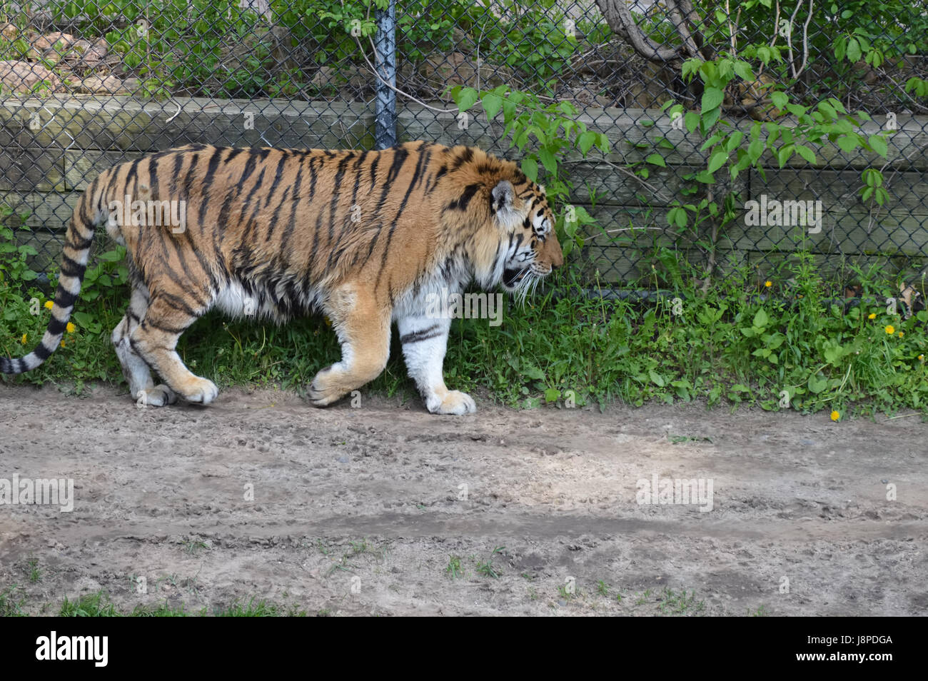 Tiger pacing in the outdoors Stock Photo - Alamy