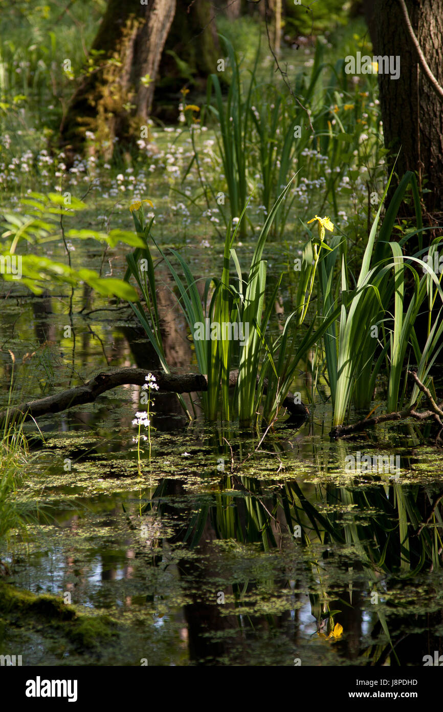 plant, swamp, fen, fresh water, lake, inland water, water, tree, plant ...