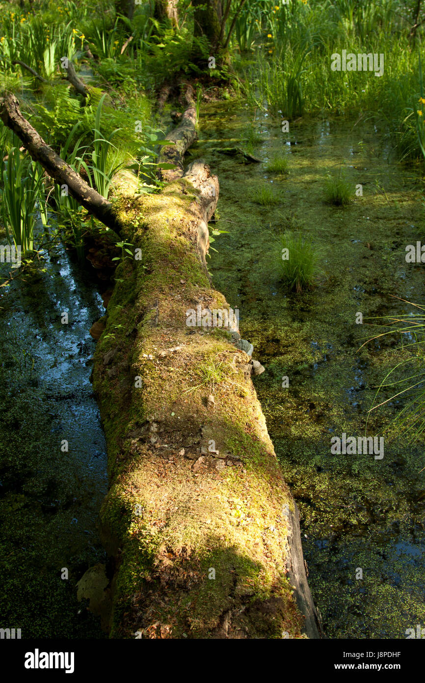 plant, swamp, fen, fresh water, lake, inland water, water, tree, plant ...