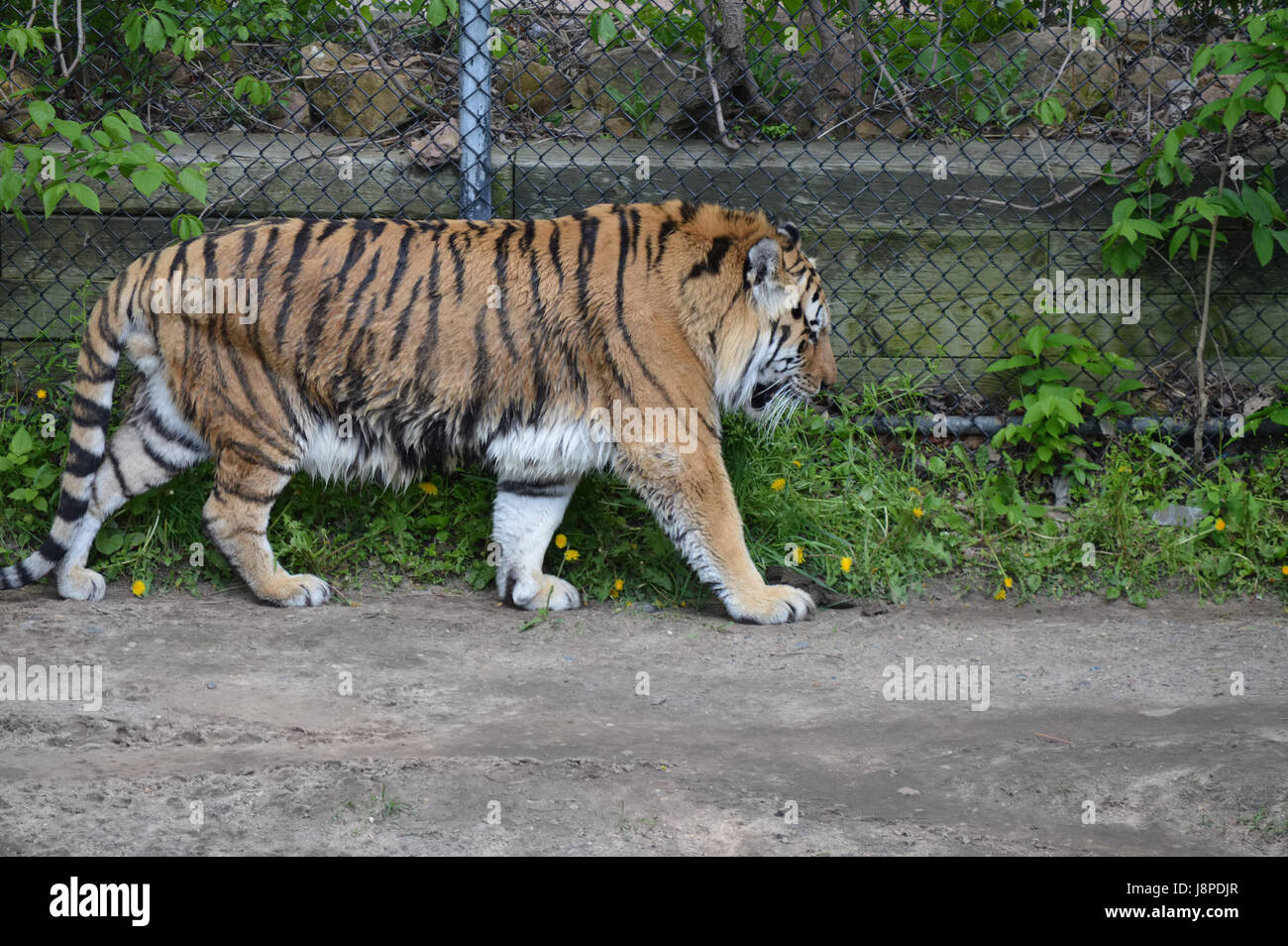 Tiger pacing in the outdoors Stock Photo - Alamy