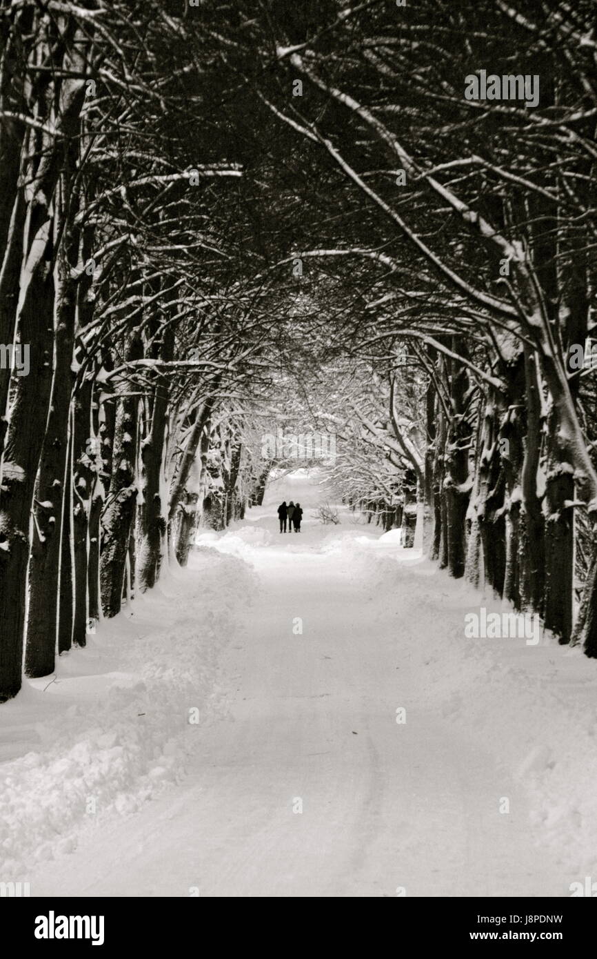 winter, blank, european, caucasian, ice, reprove, snow, scenery ...