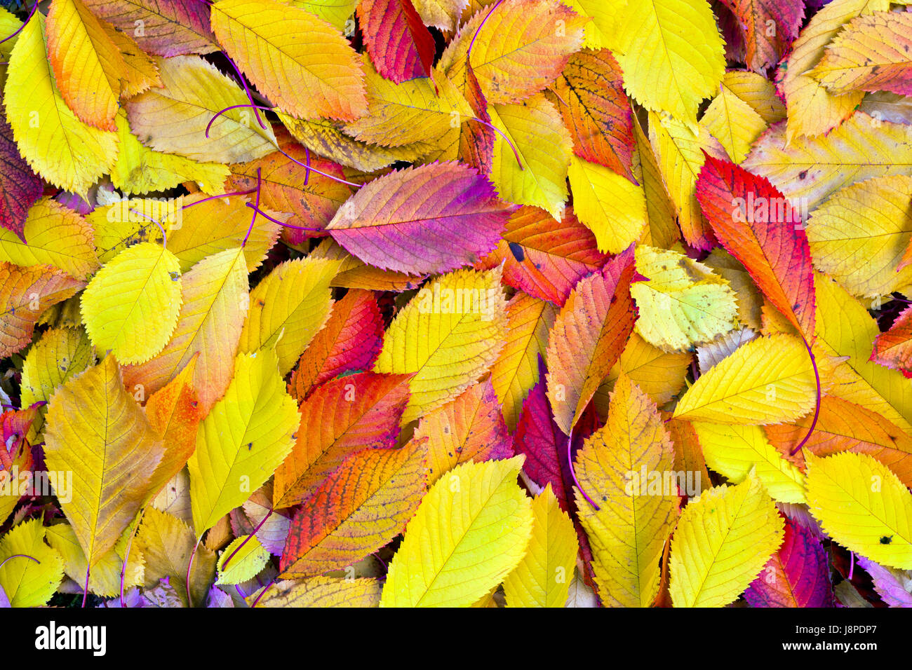 leaf, colour, feeling, leaves, harmony, indian summer, color, foliage ...