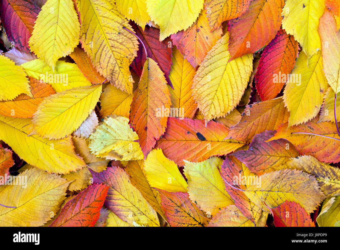 leaf, colour, feeling, leaves, harmony, indian summer, color, foliage ...