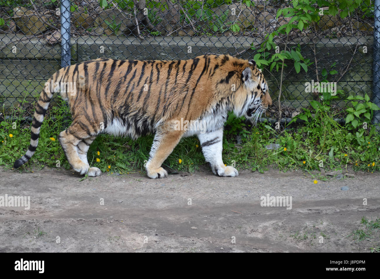 Tiger pacing in the outdoors Stock Photo - Alamy
