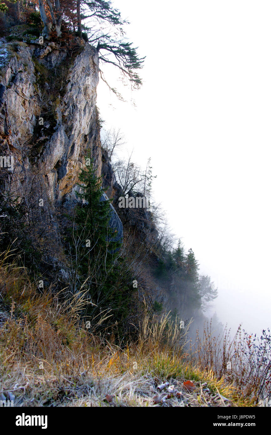 tree, ripe, ice, shrub, magic, snow, hoarfrost, forest, fall, autumn ...