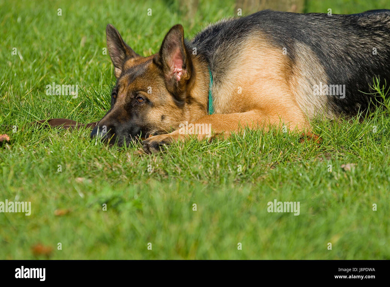german shepherd dog Stock Photo - Alamy