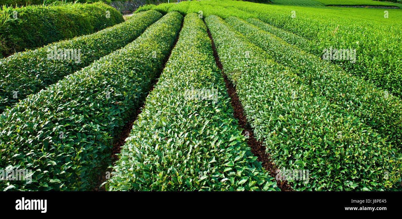 tea, asia, farm, japan, plantation, tea, hill, mountains, leaves ...