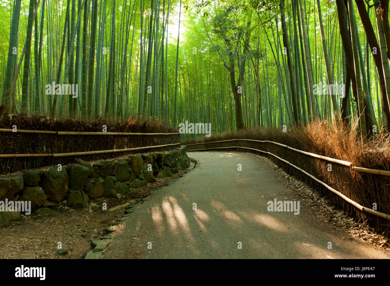 bamboo, japanese, japan, forest, religious, temple, environment ...