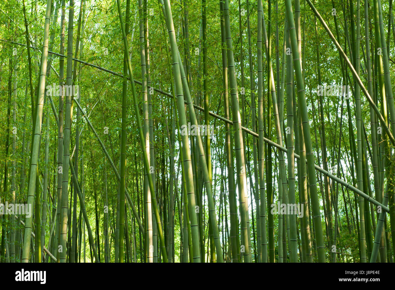 bamboo, lawn, green, backdrop, background, tree, park, garden, asia ...