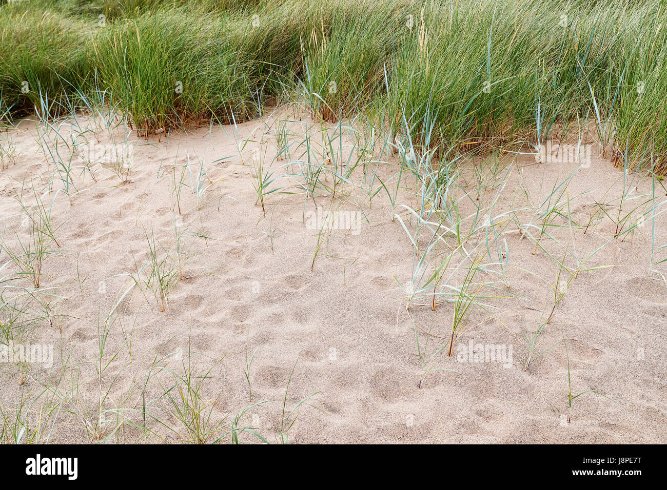 Sand couch grass hi-res stock photography and images - Alamy