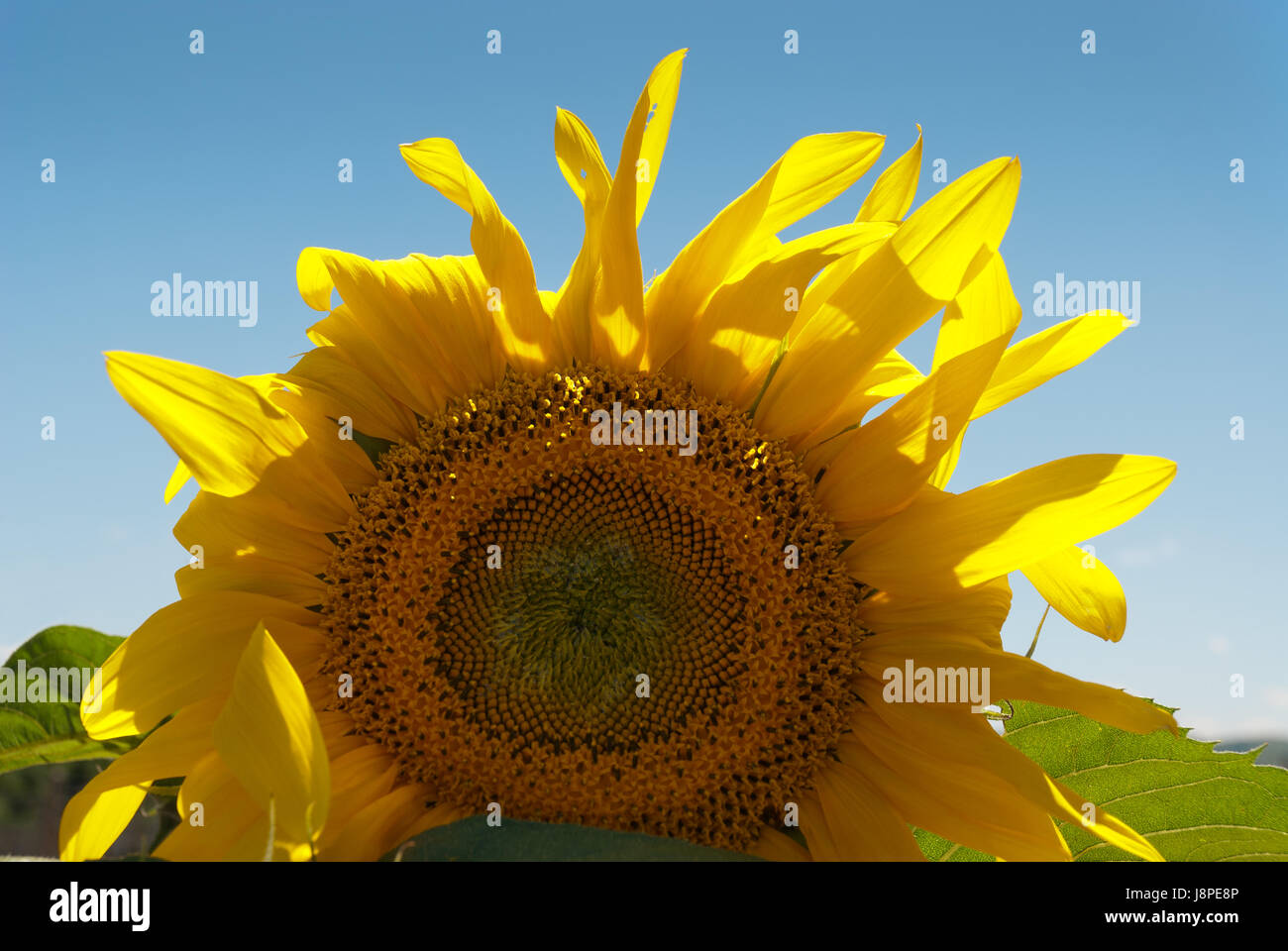 flower, plant, agriculture, farming, sunflower, emblements, seeds ...