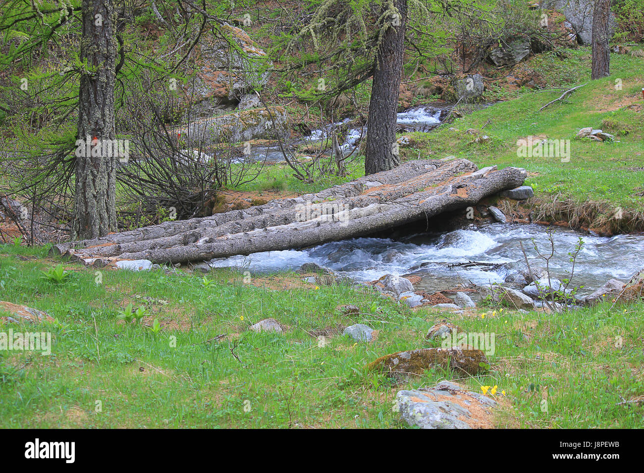 a bridge made with trunks Stock Photo - Alamy
