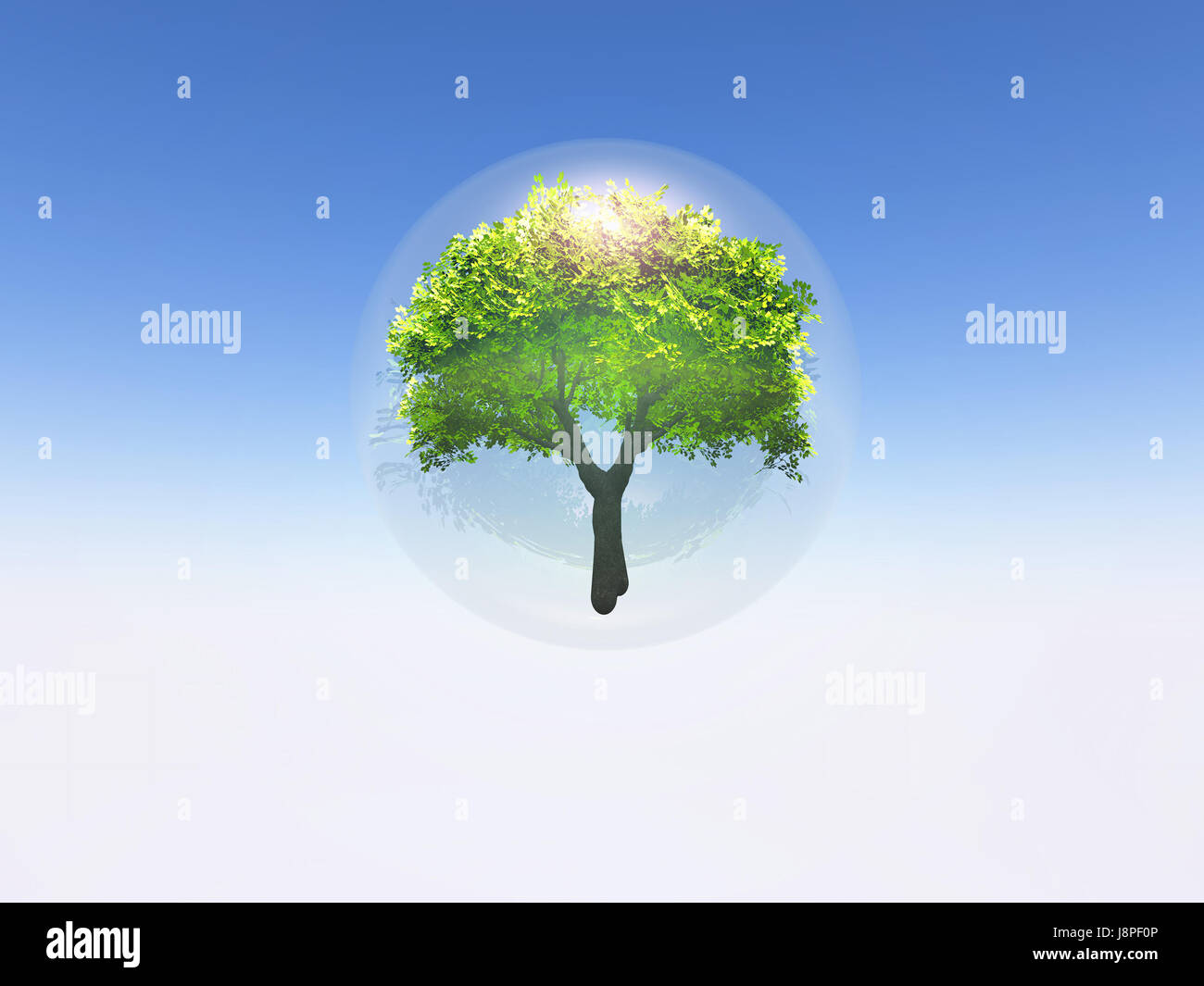 environment, enviroment, tree, ecology, ecological, leaves, foliage ...