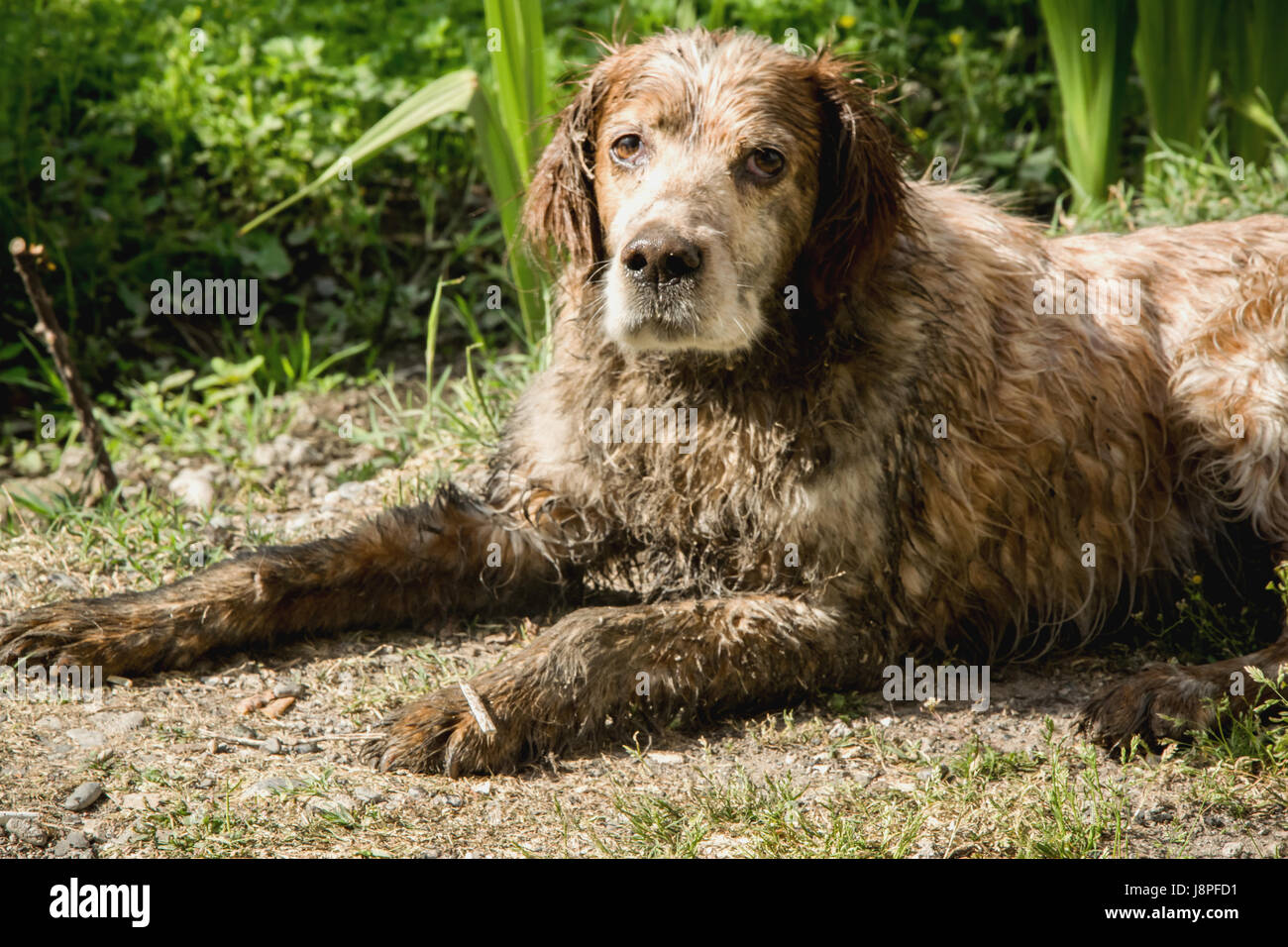 The dog looks guilty after getting dirty Stock Photo - Alamy