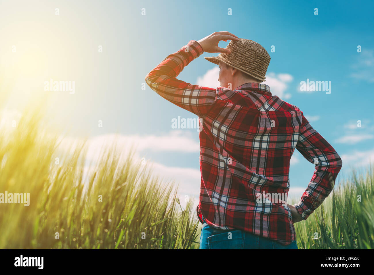 Female farmer looking at the sun on the horizon over cultivated wheat ...