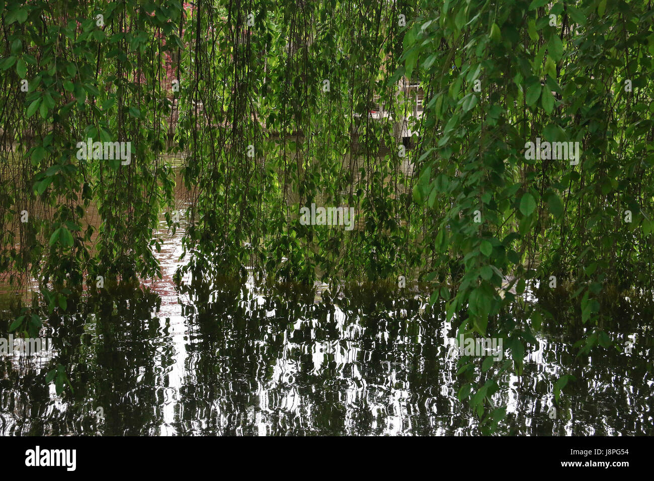 Weeping willow branches over pond Stock Photo - Alamy Weeping willow branches over pond Stock Photo - Alamy