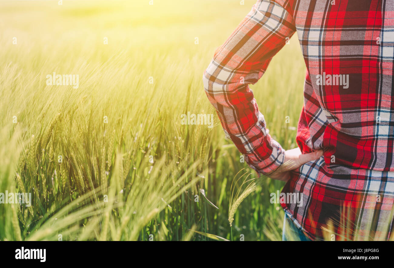 Female farmer looking at the sun on the horizon over cultivated wheat ...