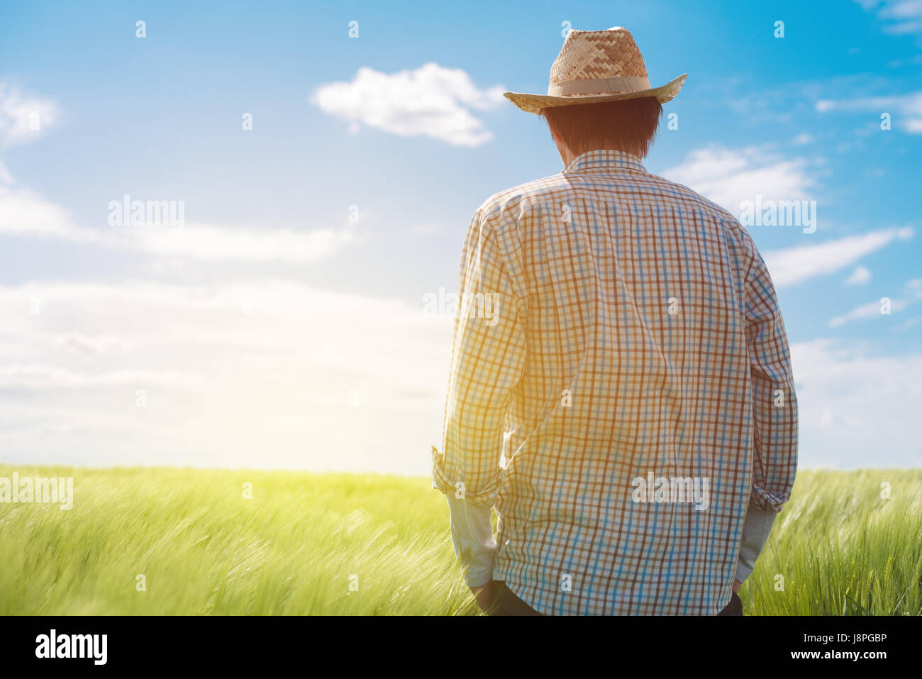 Farmer looking at the sun on the horizon over cultivated wheat crops ...