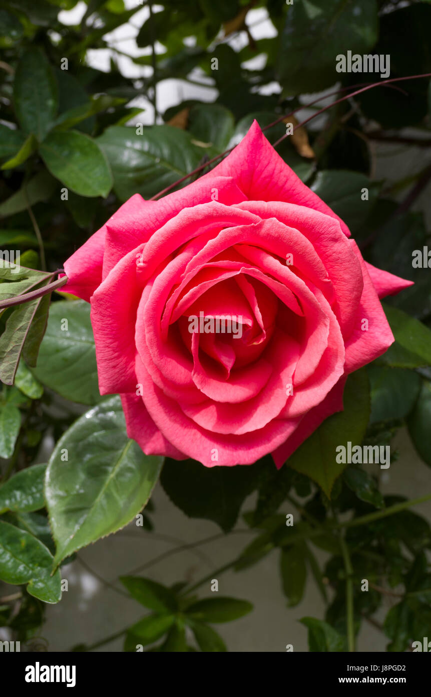 Salmon color rose hi-res stock photography and images - Alamy