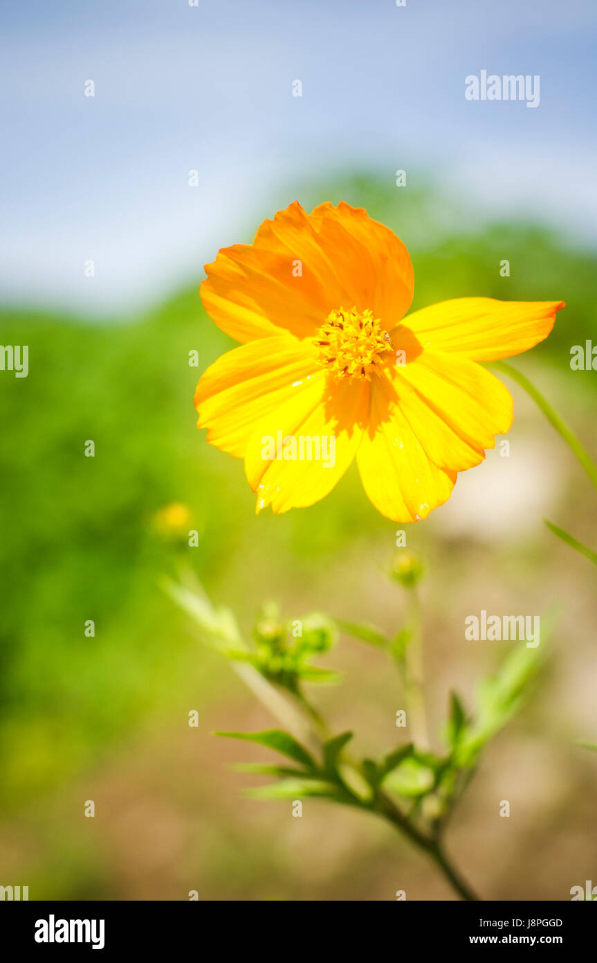 flower, plant, summer, summerly, spring, sunshine, day, during the day, growth Stock Photo - Alamy