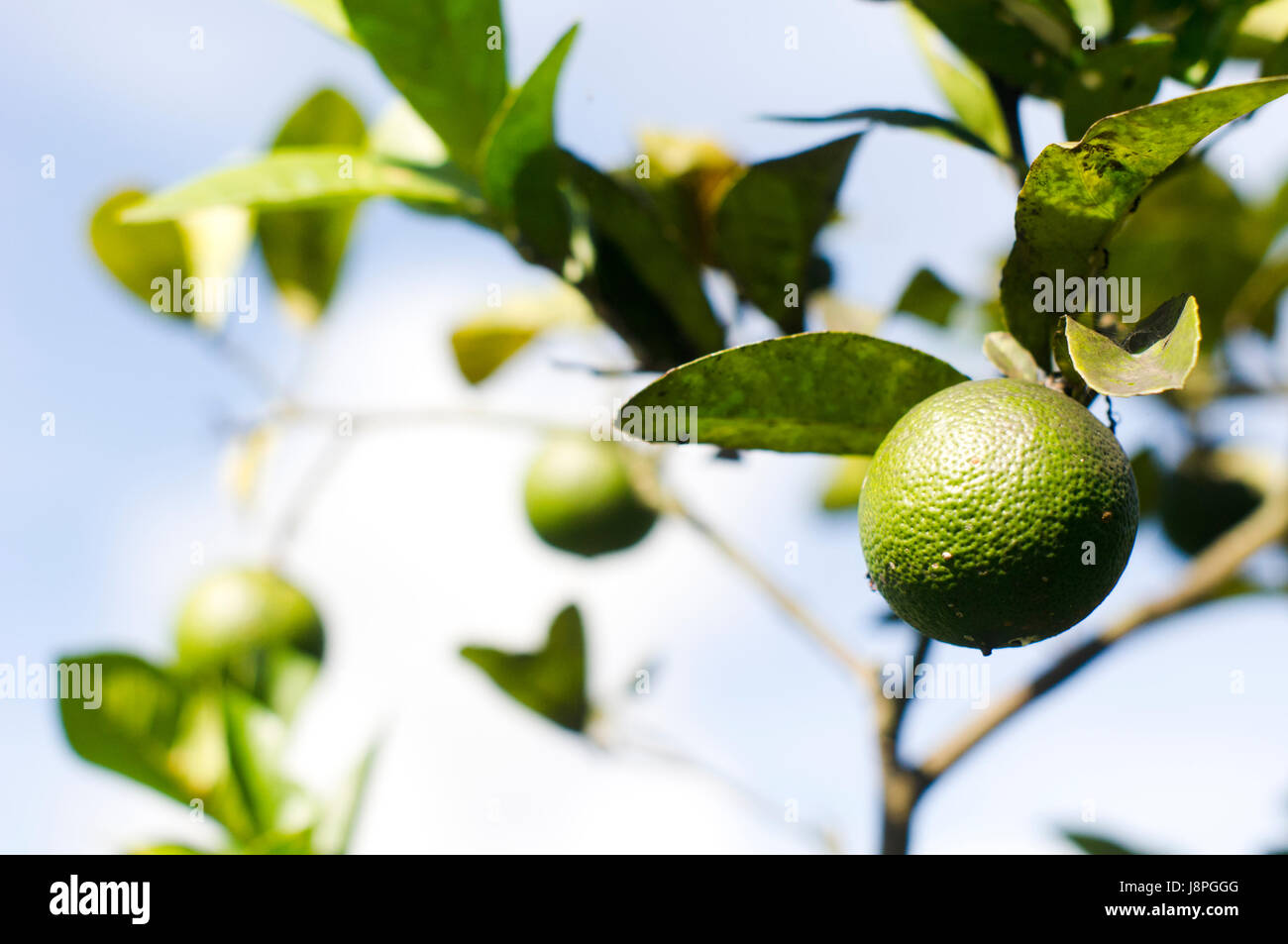 leaf, agricultural, model, design, project, concept, plan, draft, tree ...