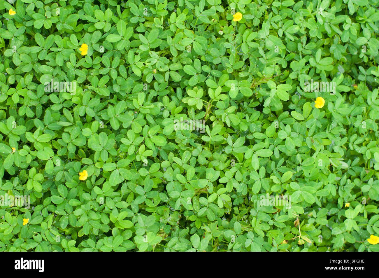 leaf, garden, leaves, botany, small, tiny, little, short, leave ...