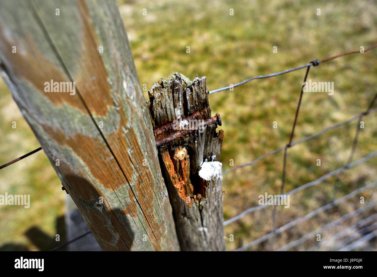 Rusty nail in a rotten wooden post Stock Photo - Alamy