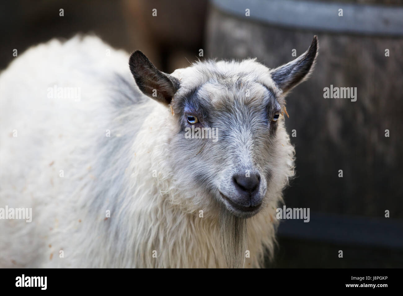 blue, animal, mammal, face, agriculture, farming, portrait, goat, eye ...