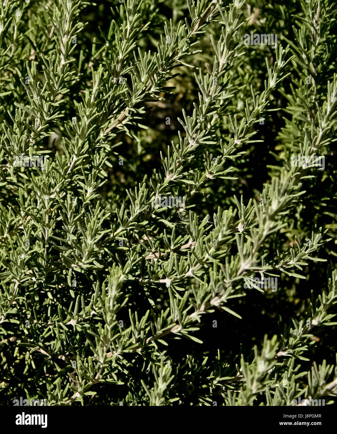 bunch, rosemary, food, aliment, leaf, spice, isolated, botany, branch ...