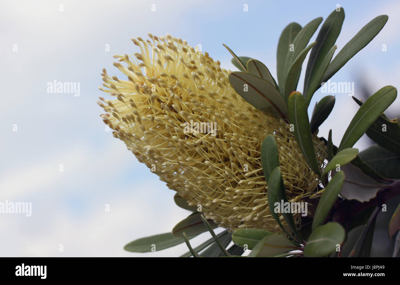 australia, tree, australia, blossoms, evergreen, bleed, banksia ...