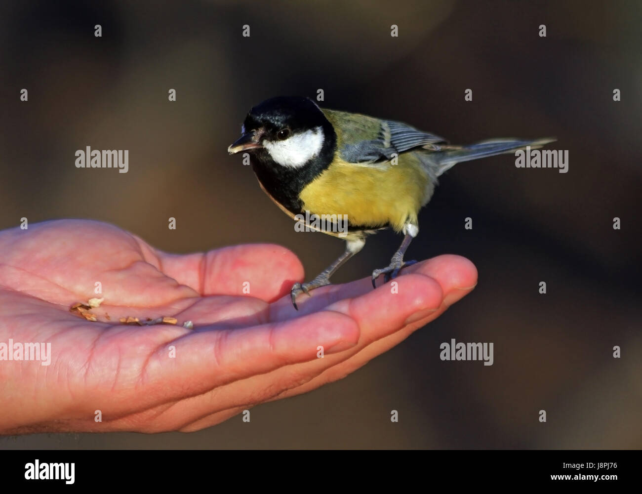 hand, fodder, animal, bird, birds, titmouse, great titmouse, confide ...
