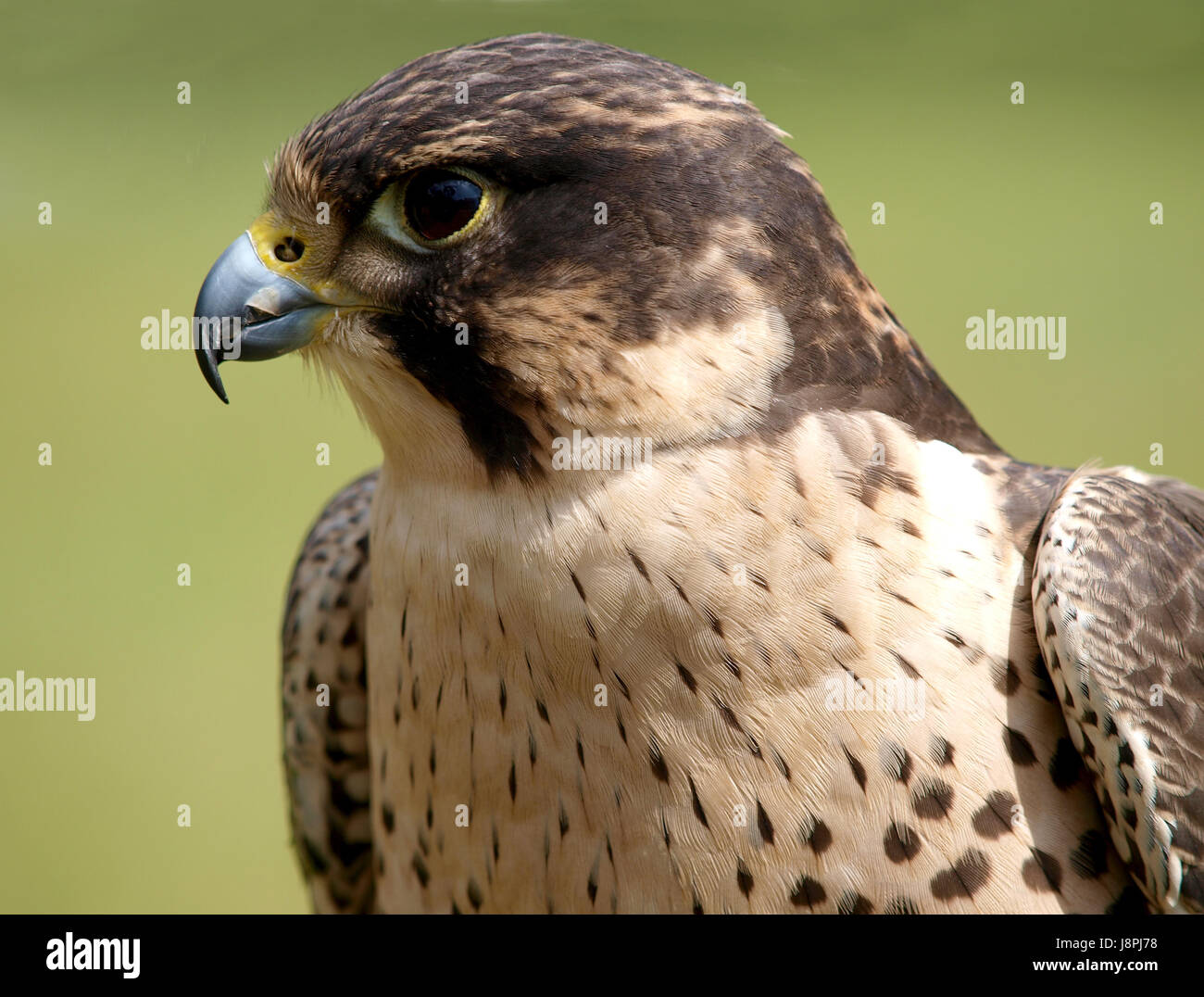 animal portrait, falcon, raptor, falconry, hunter, animal portrait ...