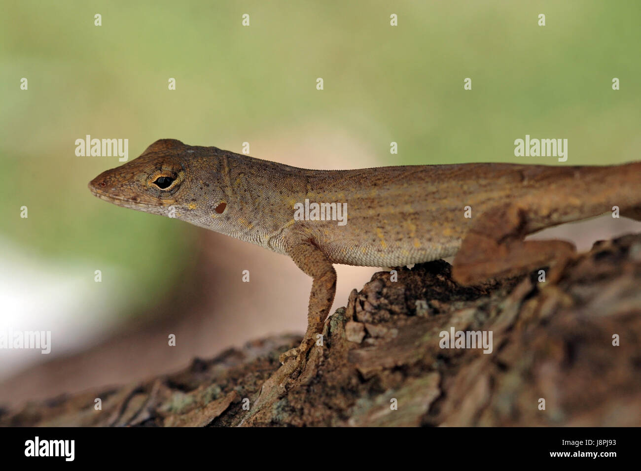 Reptile lizard saurian hovel crawler hi-res stock photography and images - Alamy