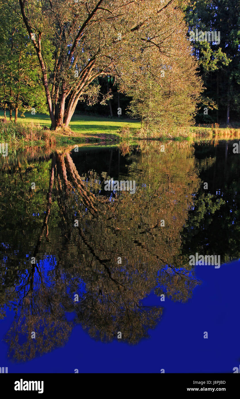 tree, mirroring, fresh water, lake, inland water, water, meadow ...