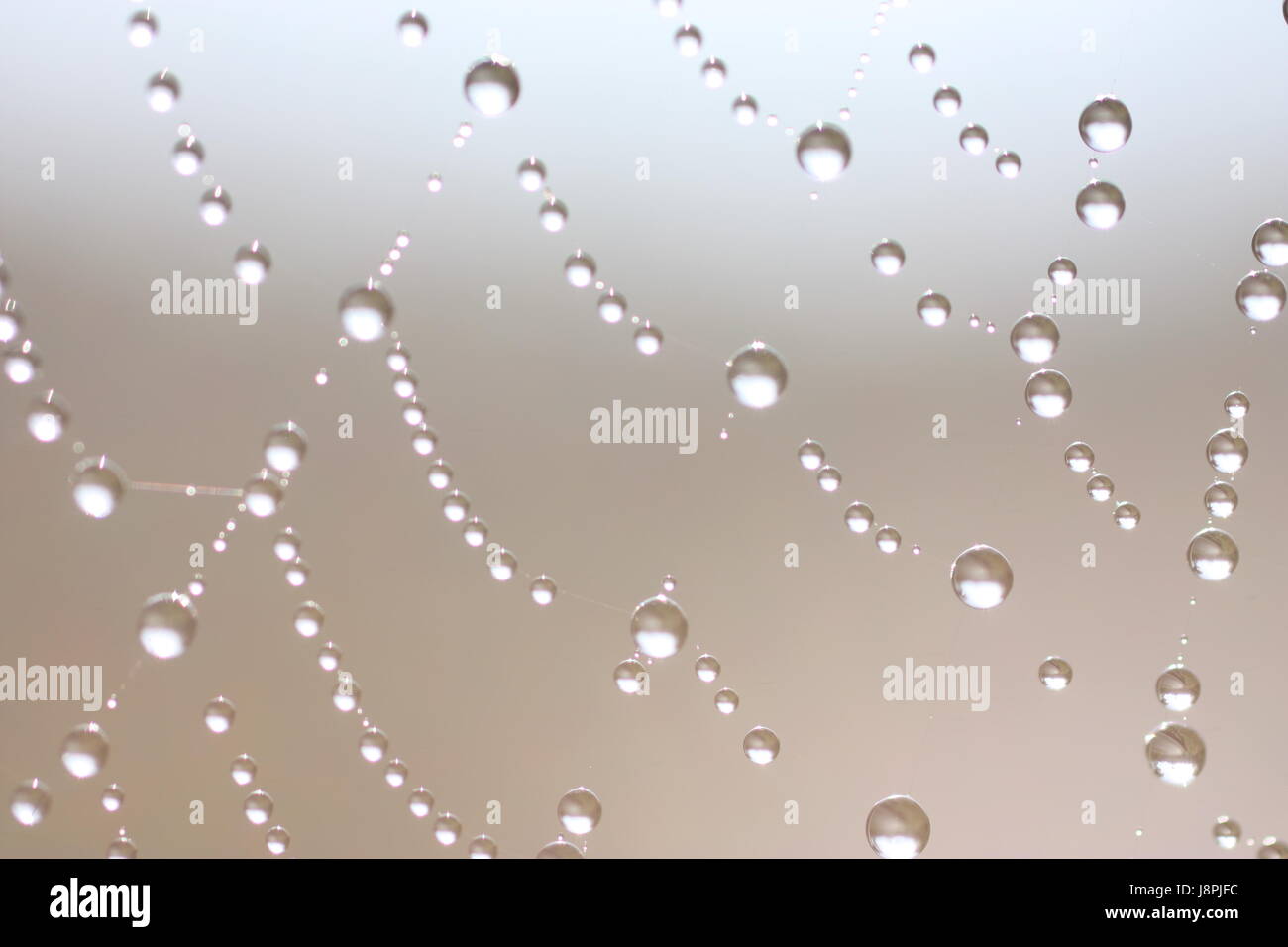 dewdrop, net, cobweb, spiders web, drop, drip, drops, seeping, sopping ...