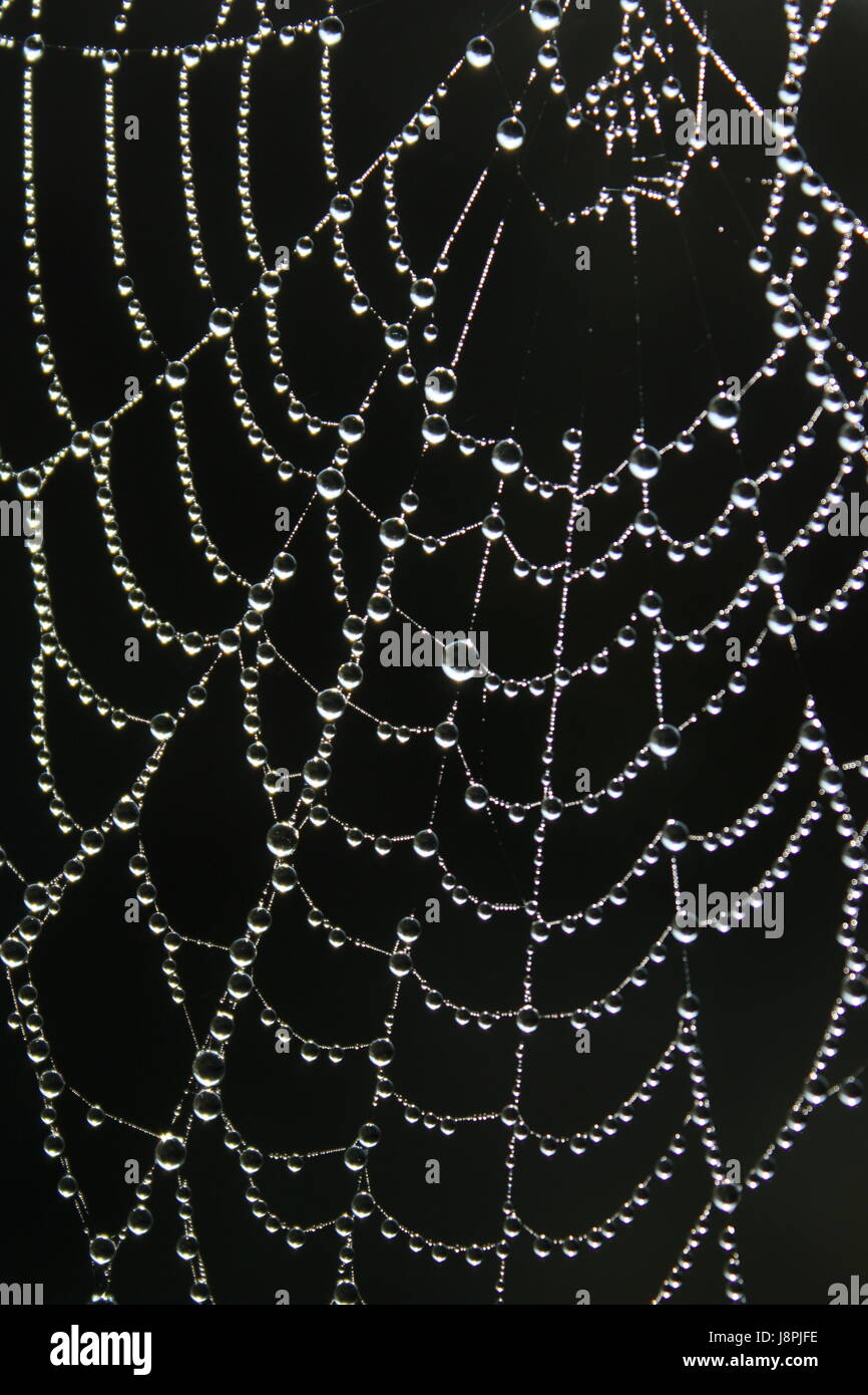 net, dewdrop, water, cobweb, spiders web, drop, drip, drops, seeping ...