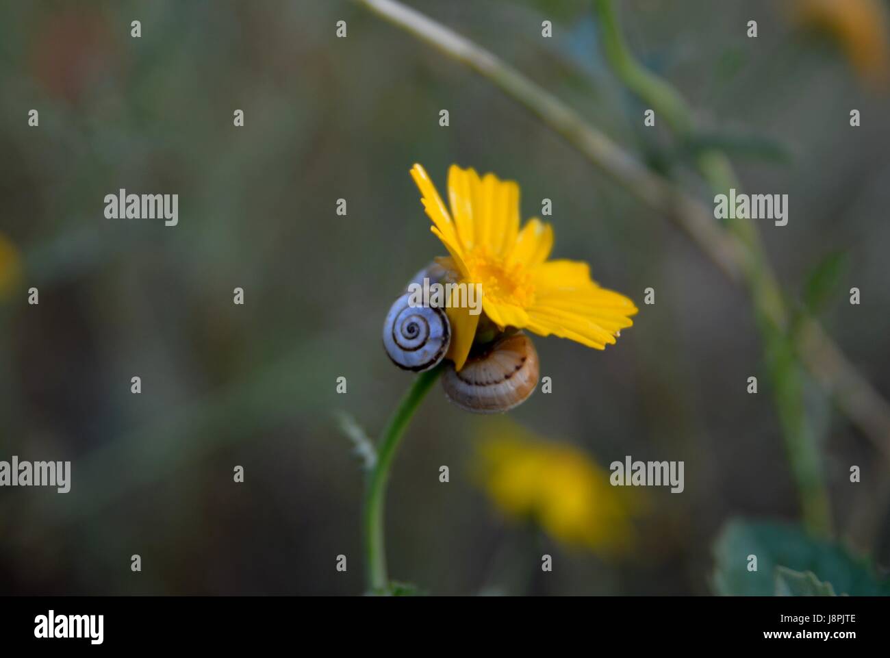 Coexistence in Nature Stock Photo - Alamy