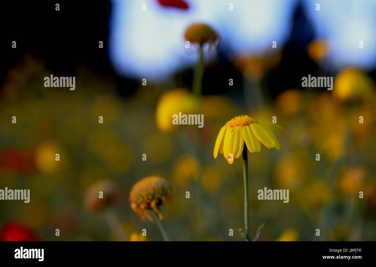Drooping flowers in garden hi-res stock photography and images - Alamy