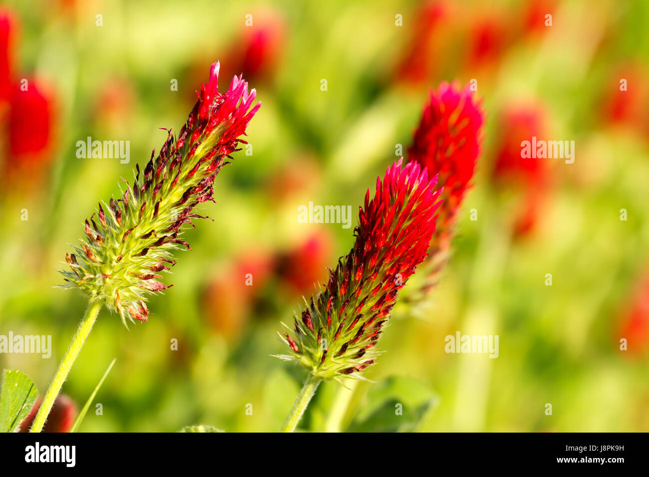 fodder, culture, colour, flower, plant, agriculture, farming, summer ...