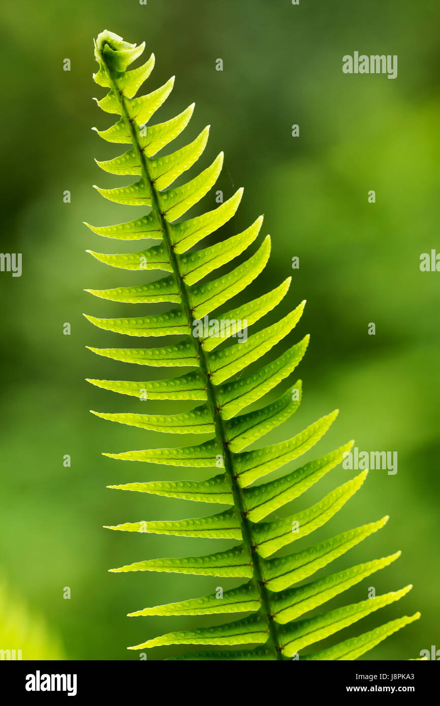 flora, shape, fern, stalk, stem, design, shaping, formation, model ...