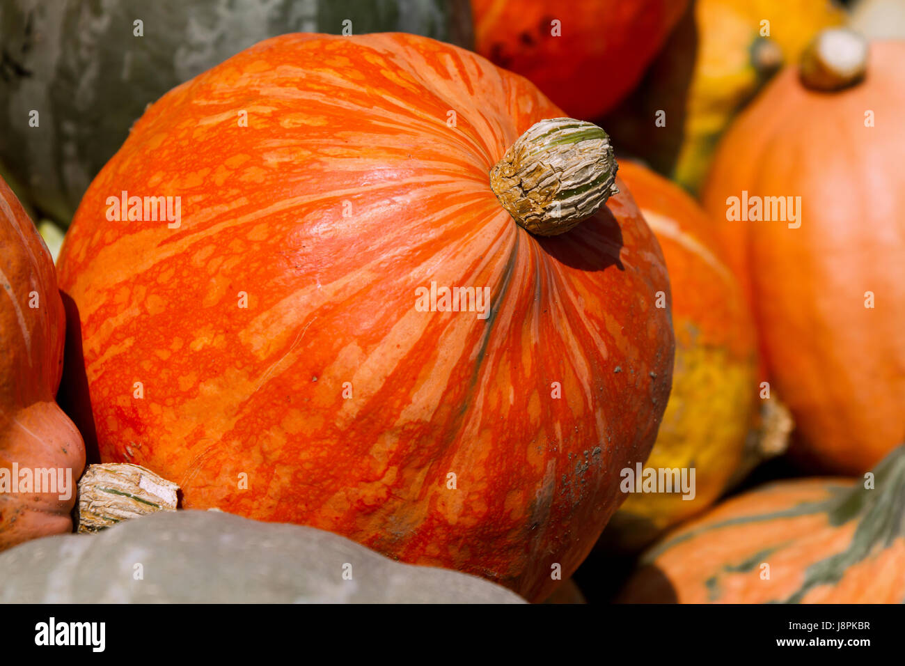 big, large, enormous, extreme, powerful, imposing, immense, relevant ...