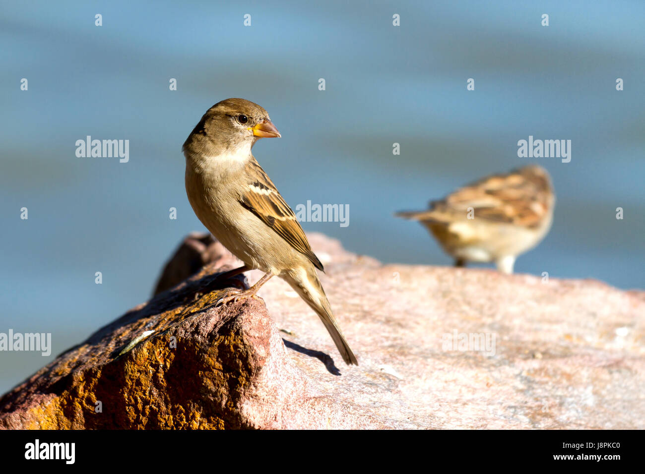 beautiful, beauteously, nice, animal, bird, outdoor, sparrow, wildlife ...